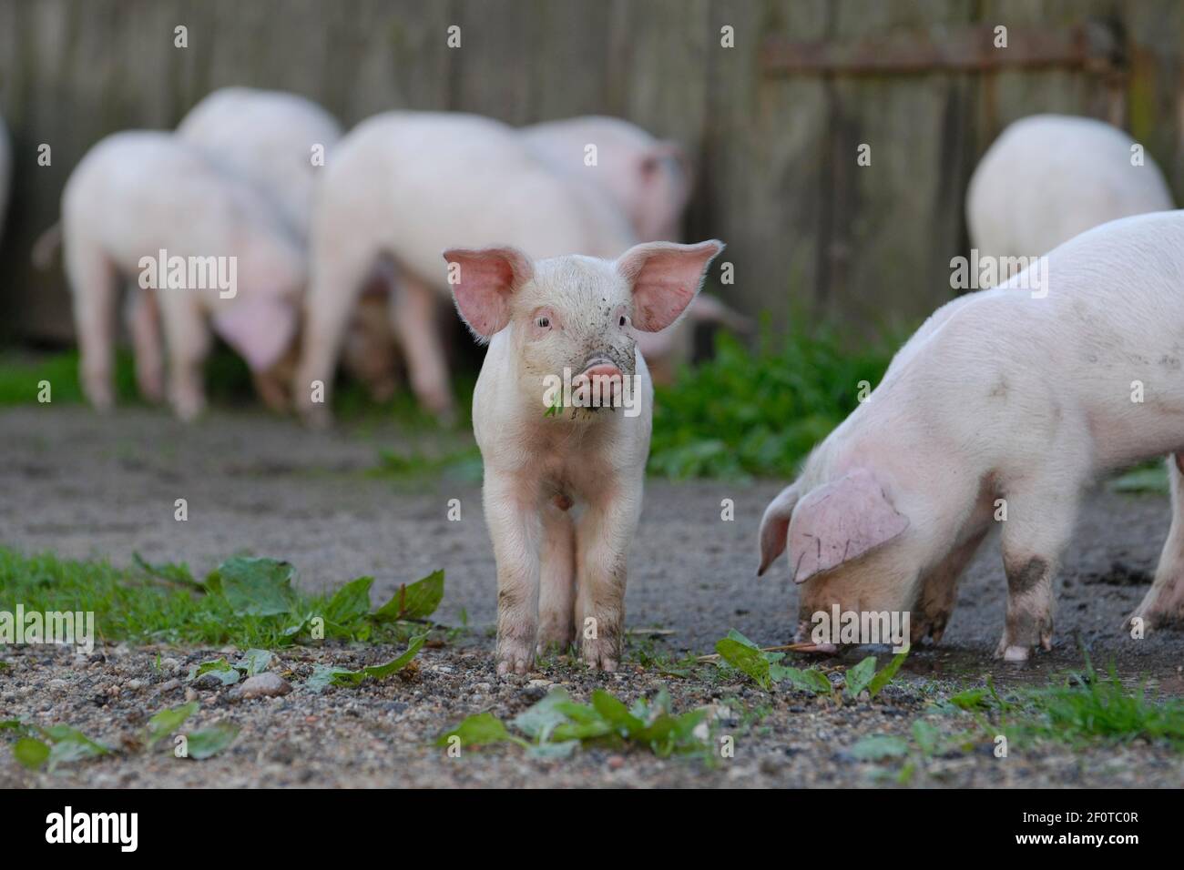 Fröhliche ferkel -Fotos und -Bildmaterial in hoher Auflösung – Alamy