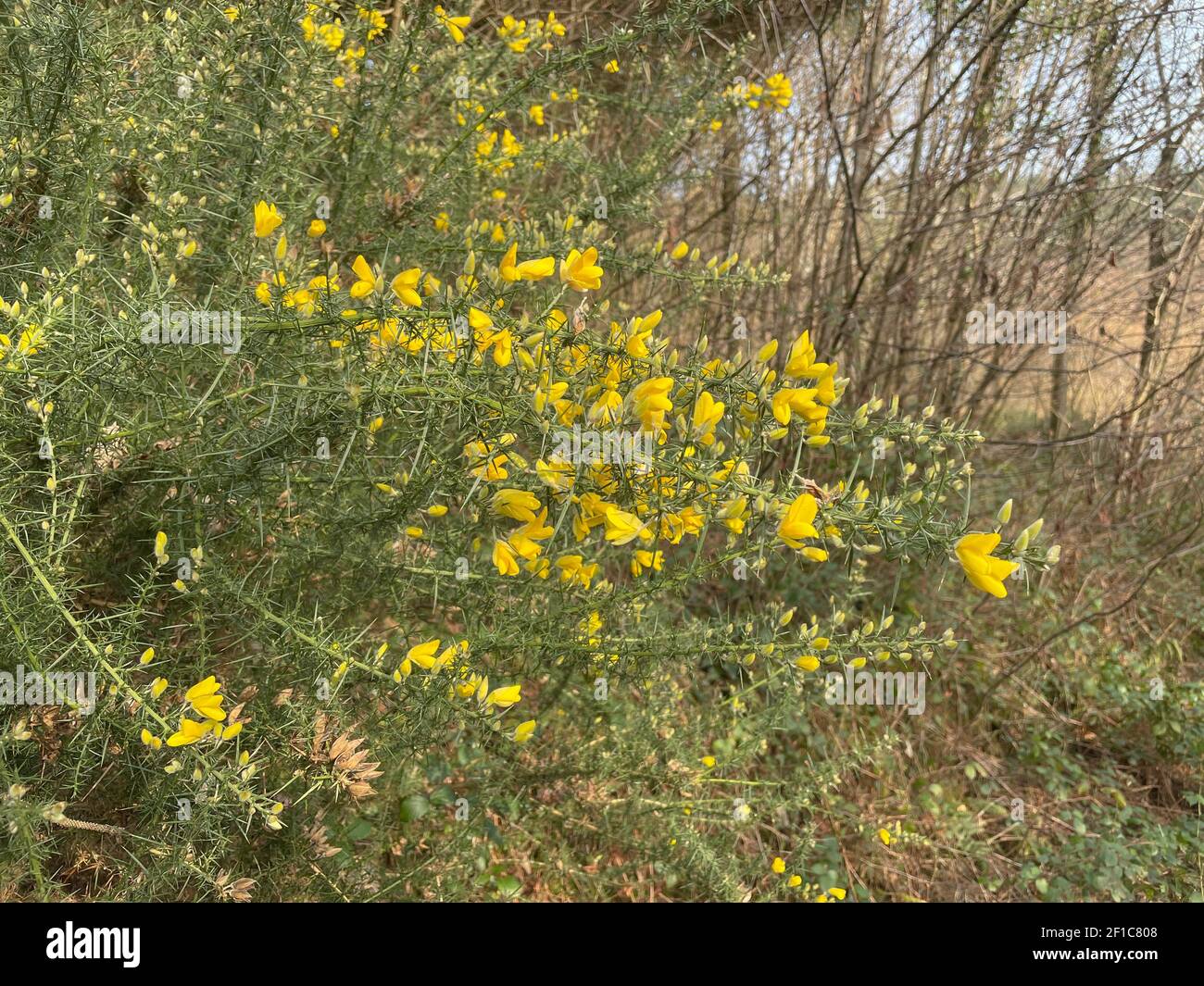 Ulex europaea -Fotos und -Bildmaterial in hoher Auflösung – Alamy