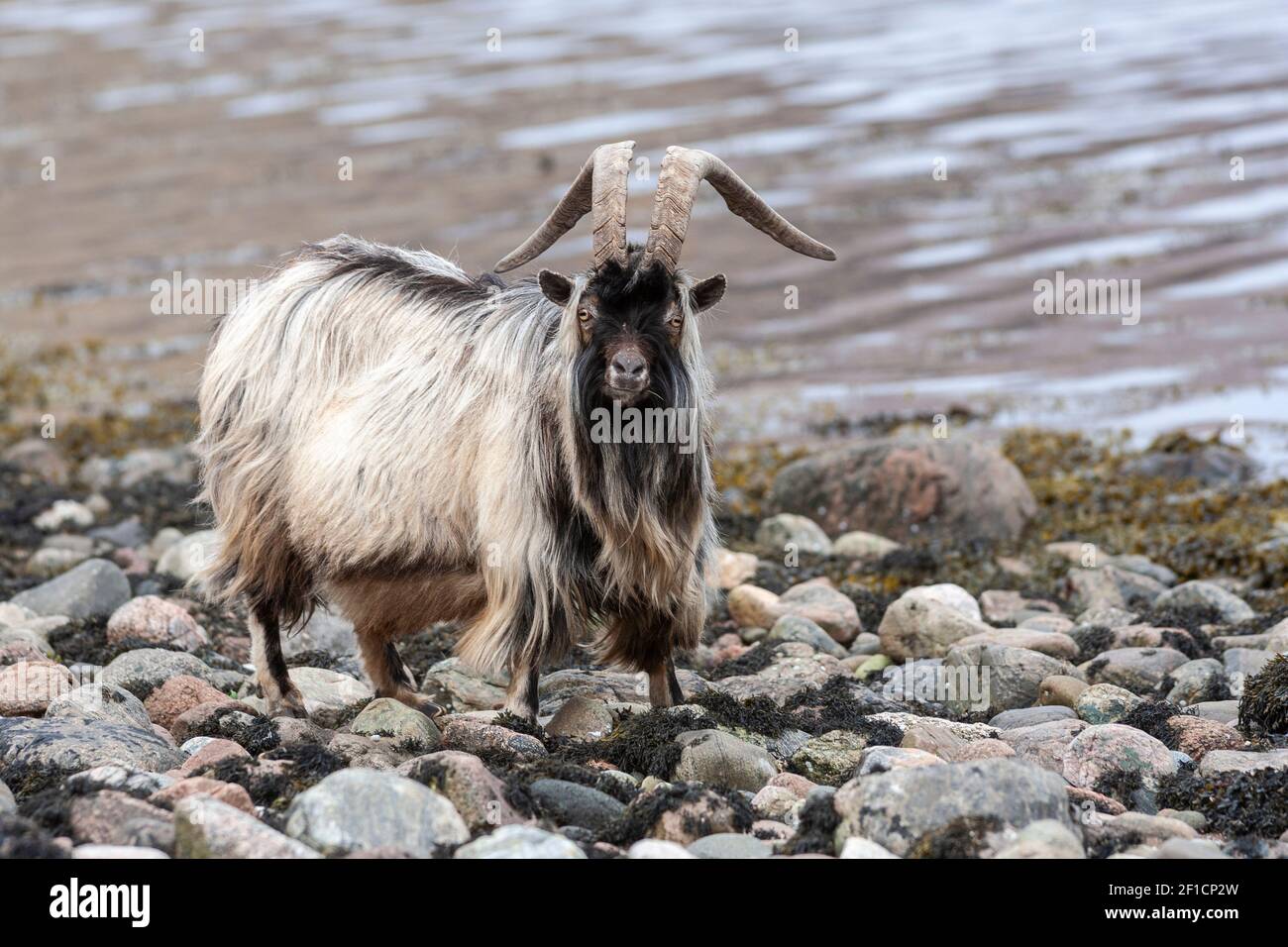Wild goat -Fotos und -Bildmaterial in hoher Auflösung – Alamy