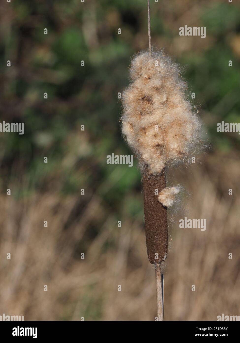 Mace reed -Fotos und -Bildmaterial in hoher Auflösung – Alamy