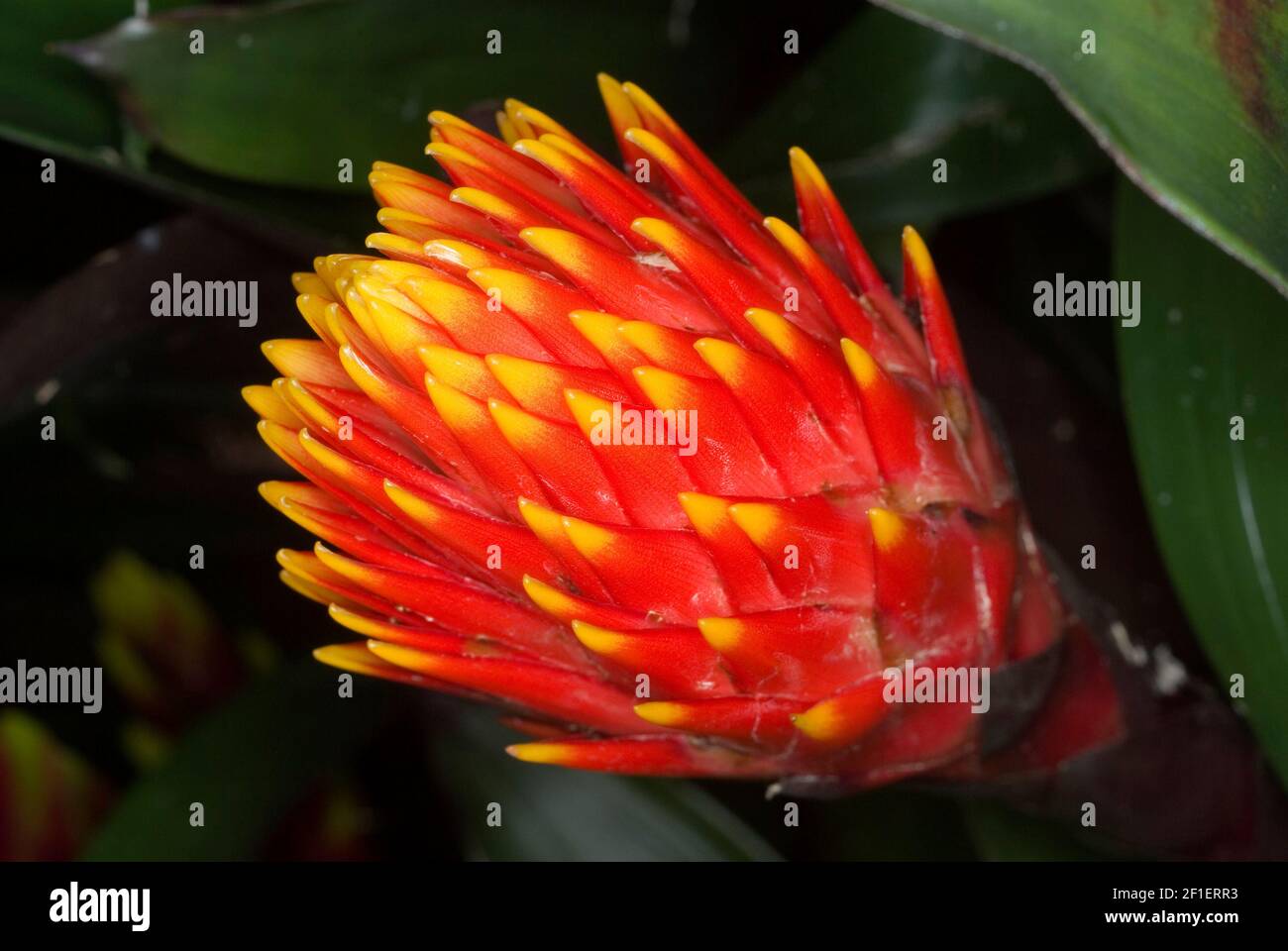 Bromelie rote blume -Fotos und -Bildmaterial in hoher Auflösung – Alamy