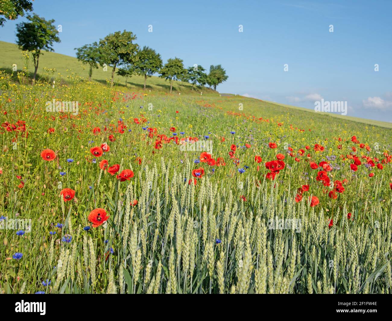 Feldrand wildblumen -Fotos und -Bildmaterial in hoher Auflösung – Alamy