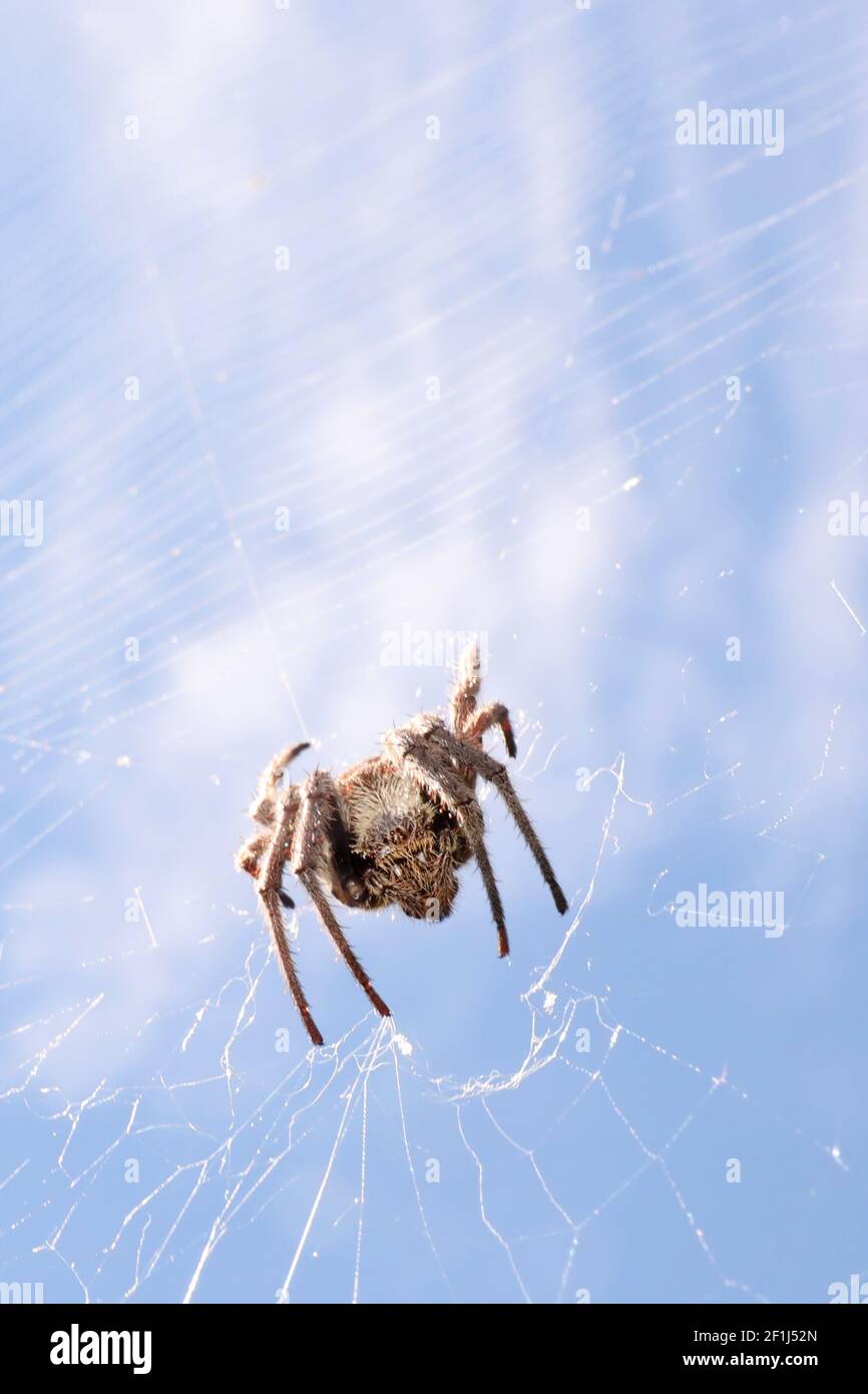 Spinnentier gruselig -Fotos und -Bildmaterial in hoher Auflösung – Alamy