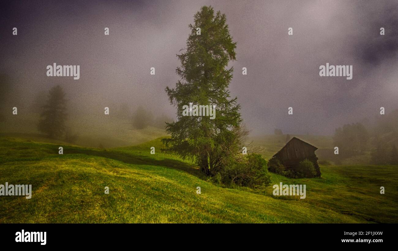 Alta wiese -Fotos und -Bildmaterial in hoher Auflösung – Alamy