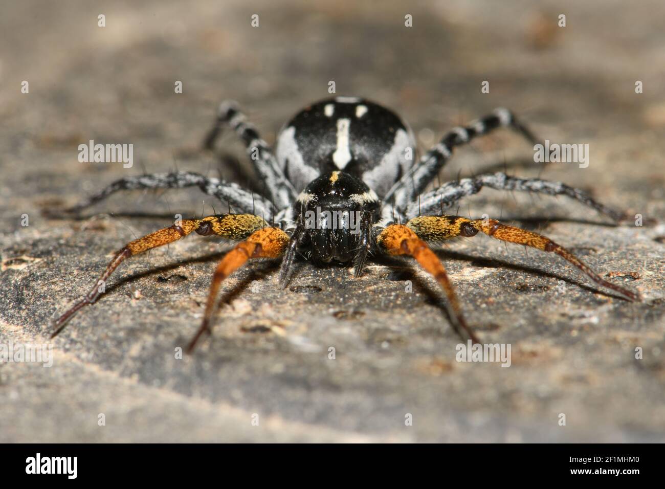 Australien Spinne Stockfotos und -bilder Kaufen - Alamy