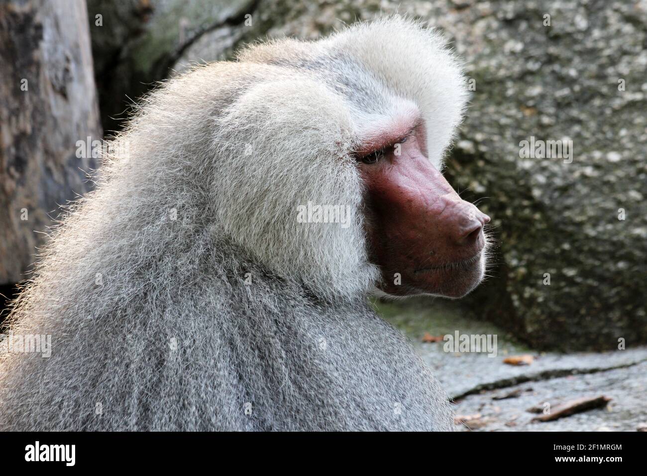 Hamadryas pavian -Fotos und -Bildmaterial in hoher Auflösung – Alamy