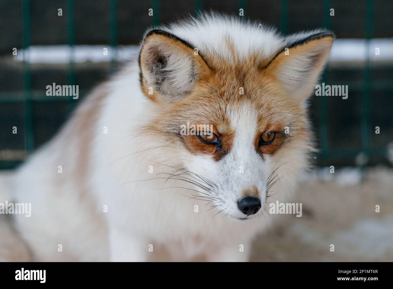 Fuchs rotfuchs tierbild -Fotos und -Bildmaterial in hoher Auflösung – Alamy