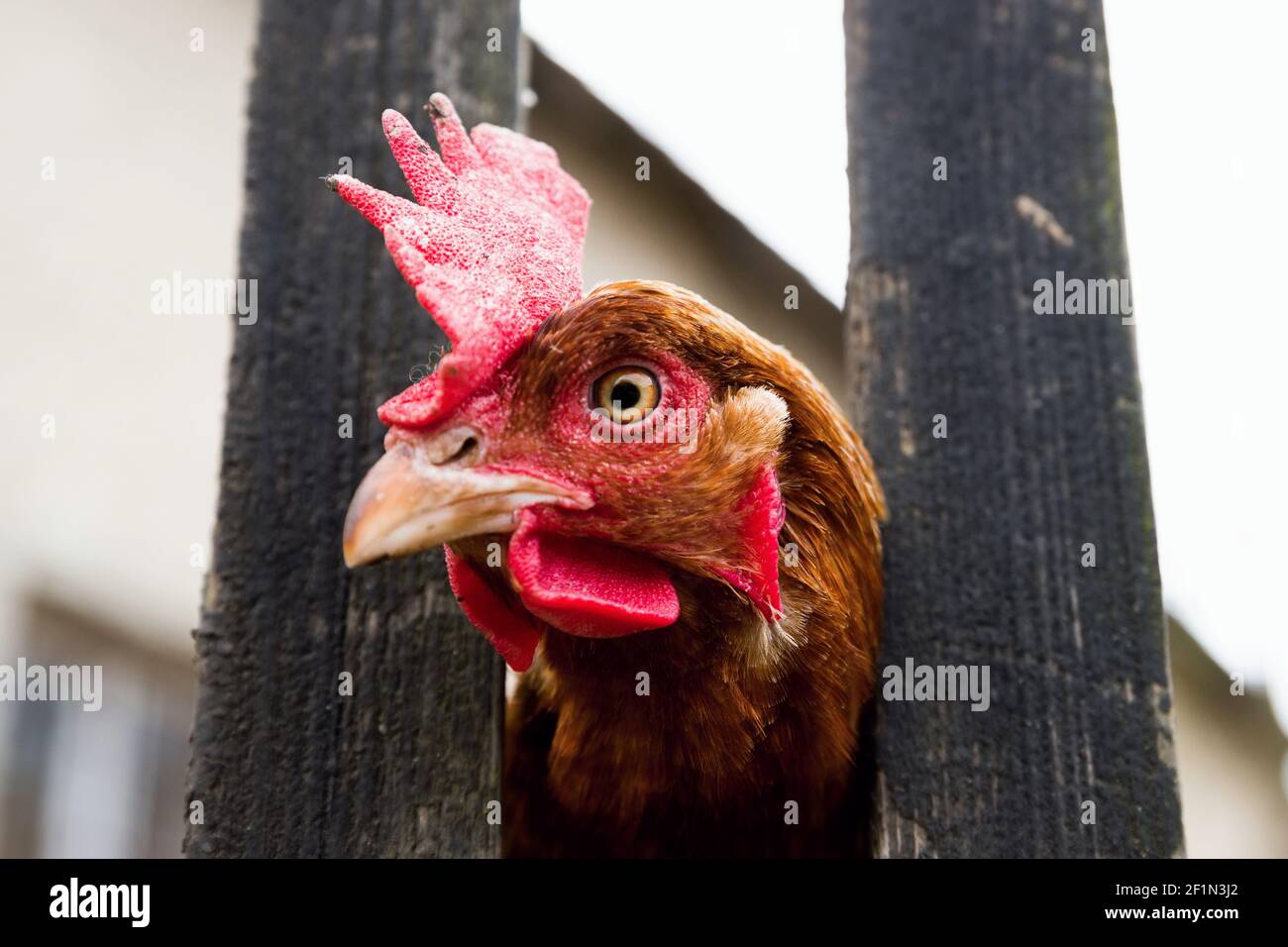 Neugieriges huhn portrait -Fotos und -Bildmaterial in hoher Auflösung ...