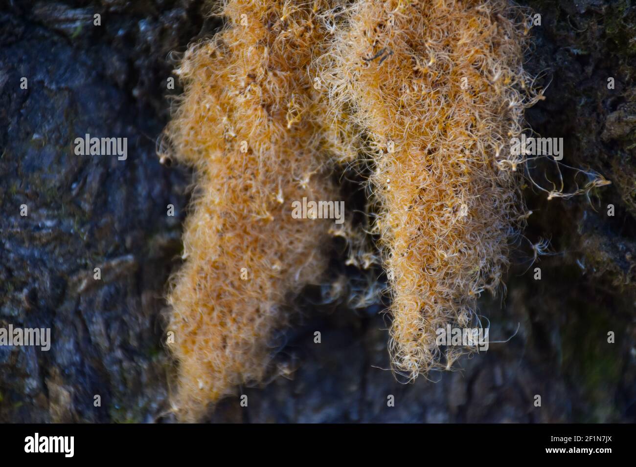 Spanisches moos muster -Fotos und -Bildmaterial in hoher Auflösung – Alamy