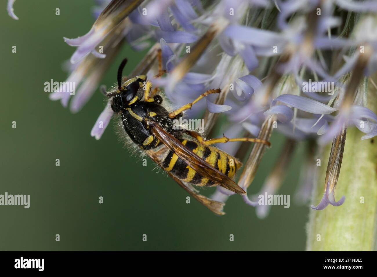 Sächsische Wespe, Wespe, Wespen, Blütenbesuch auf Kugeldistel, kleine ...