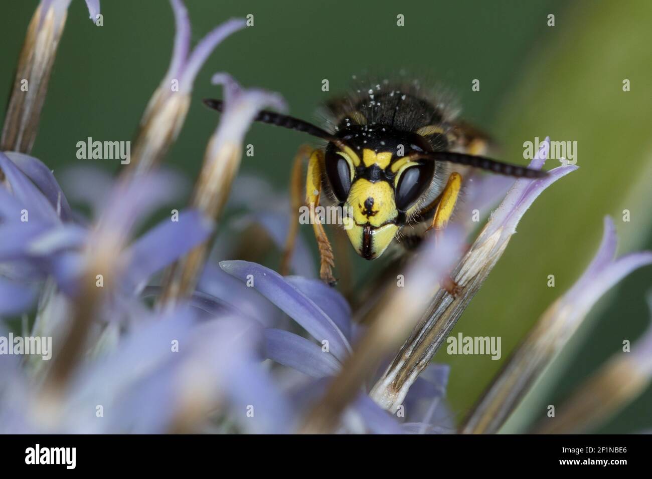 Sächsische Wespe, Wespe, Wespen, Blütenbesuch auf Kugeldistel, kleine ...