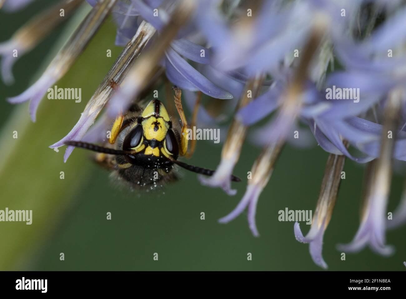 Sachsische Wespe Stockfotos und -bilder Kaufen - Alamy
