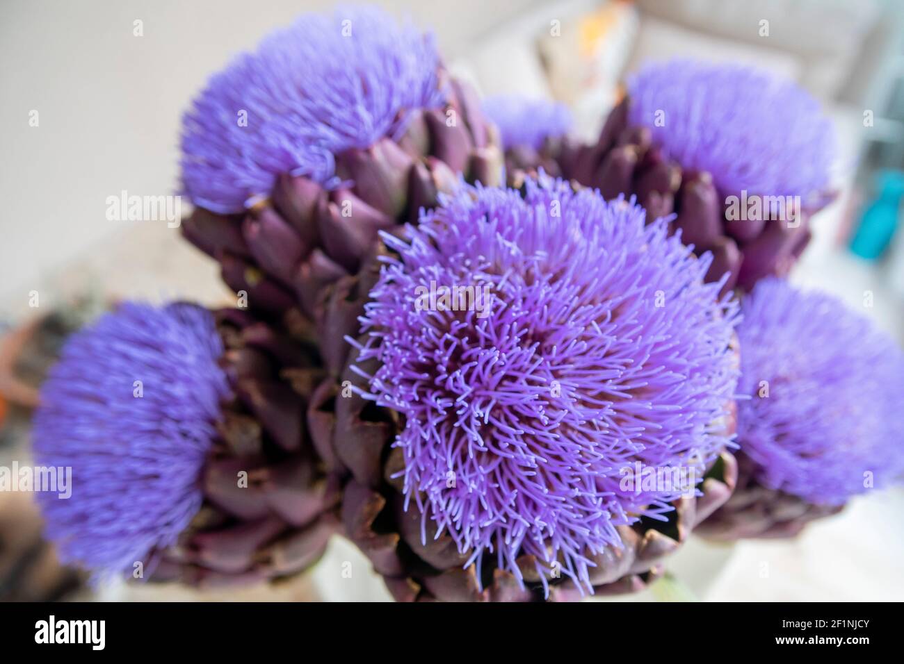 Artischockenblume in der Natur. Diese lebendige violette Blume ...