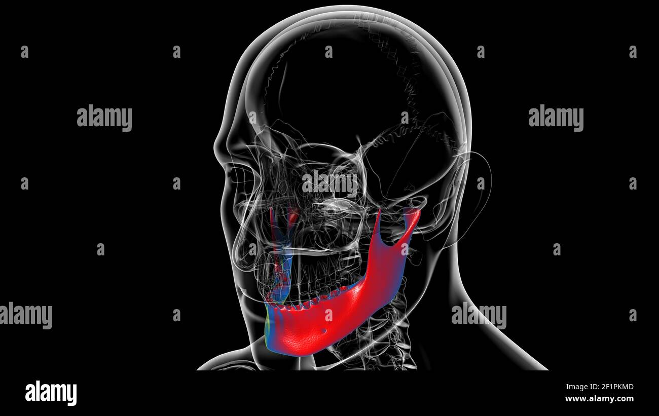 Menschliche Skelett Schädel Unterkiefer Knochen Anatomie für Medical ...