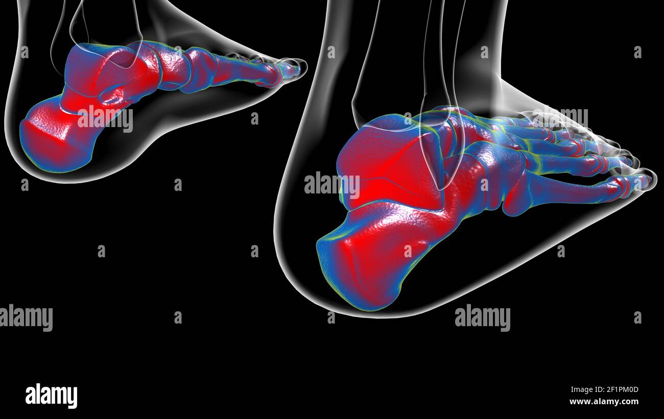 Menschliche Skelett Fußknochen Anatomie für medizinisches Konzept 3D ...