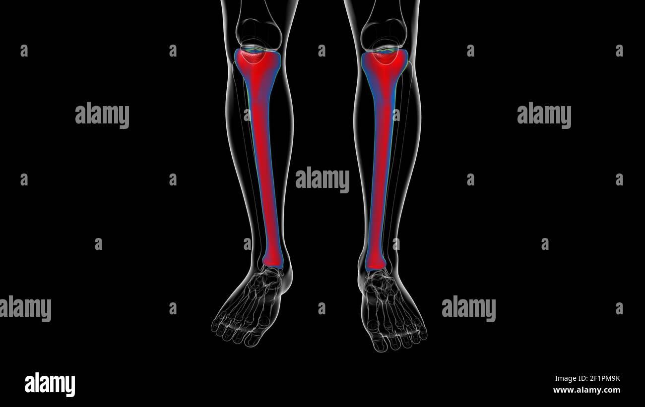 Menschliche Skelett Anatomie Tibia Knochen 3D Rendering für ...
