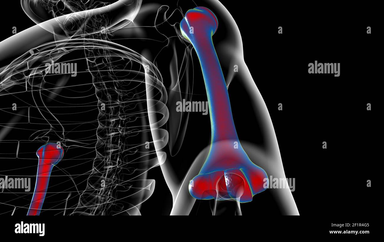 Menschliche Skelett Anatomie Humerus Knochen 3D Rendering für ...
