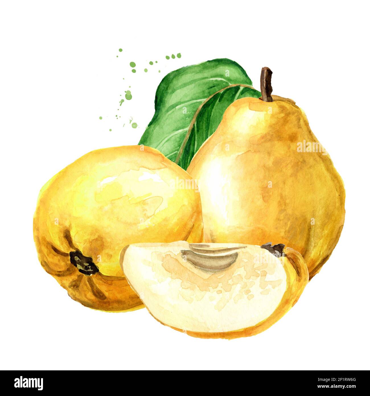 Frische reife gelbe Quitten Früchte mit grünen Blättern ...