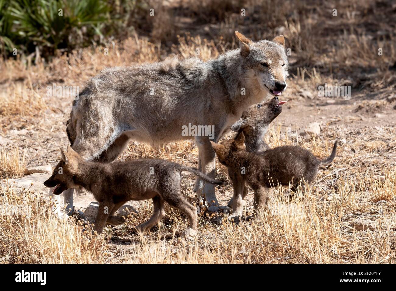 Gray wolf litter -Fotos und -Bildmaterial in hoher Auflösung – Alamy