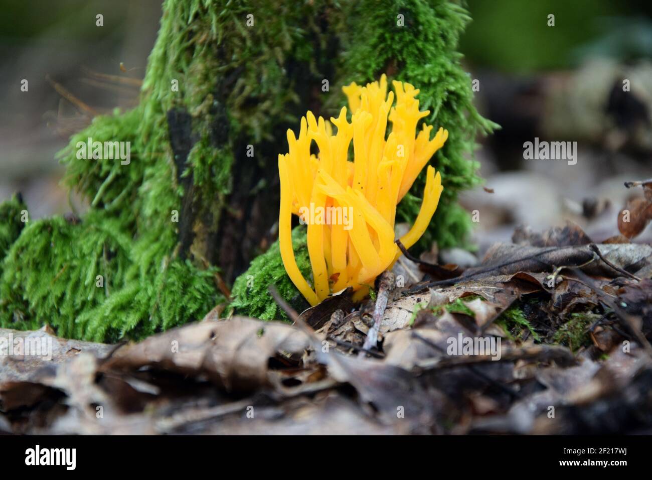 Gelber Korallenpilz Ramaria Aurea Stockfotos und -bilder Kaufen - Alamy