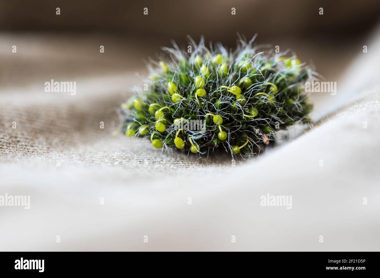 Lump of moss -Fotos und -Bildmaterial in hoher Auflösung – Alamy