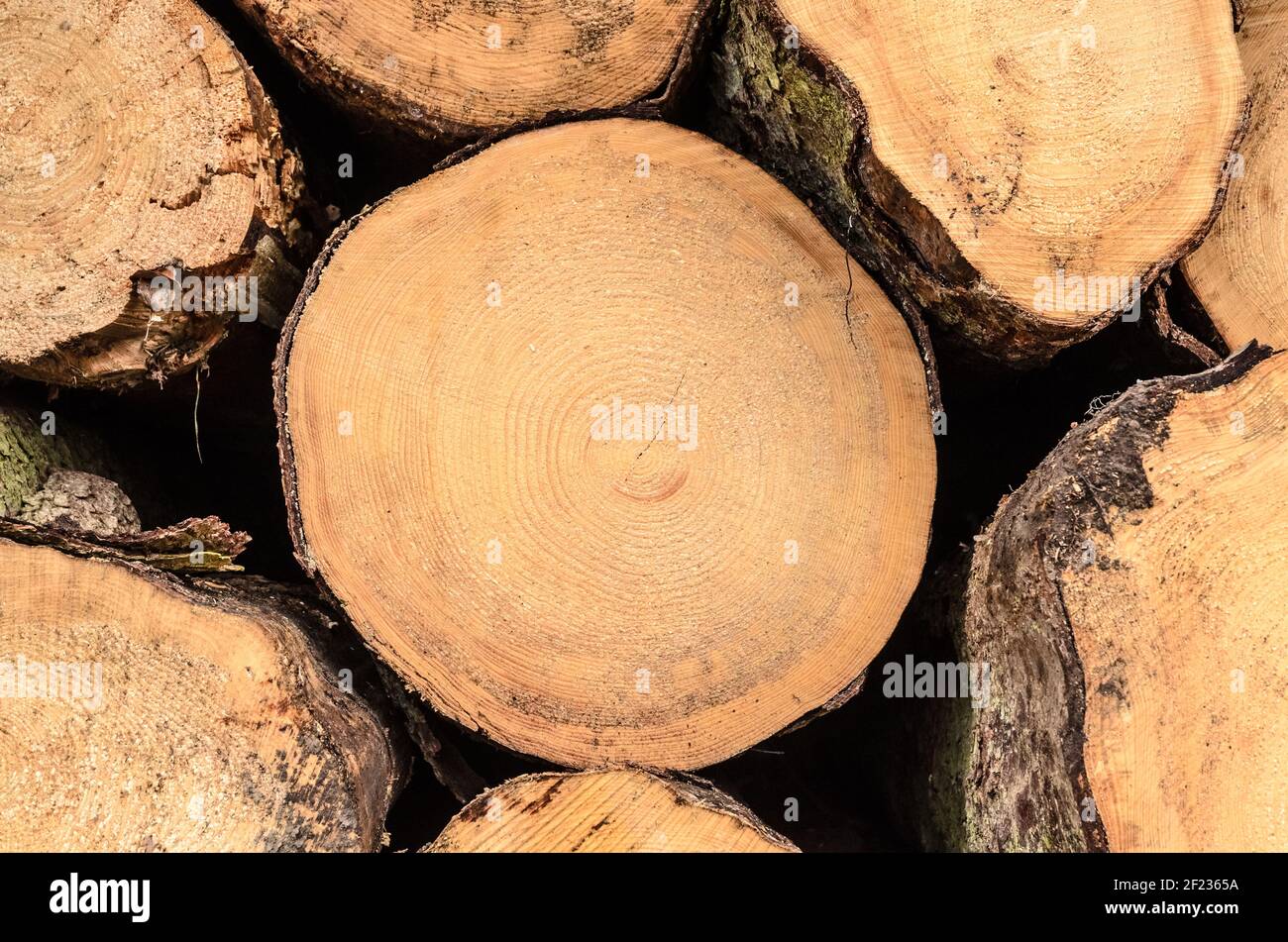 Gefällte Bäume auf einem Holzhof oder Holzfällergelände, Vorderansicht ... Gefällte Bäume auf einem Holzhof oder Holzfällergelände, Vorderansicht ...