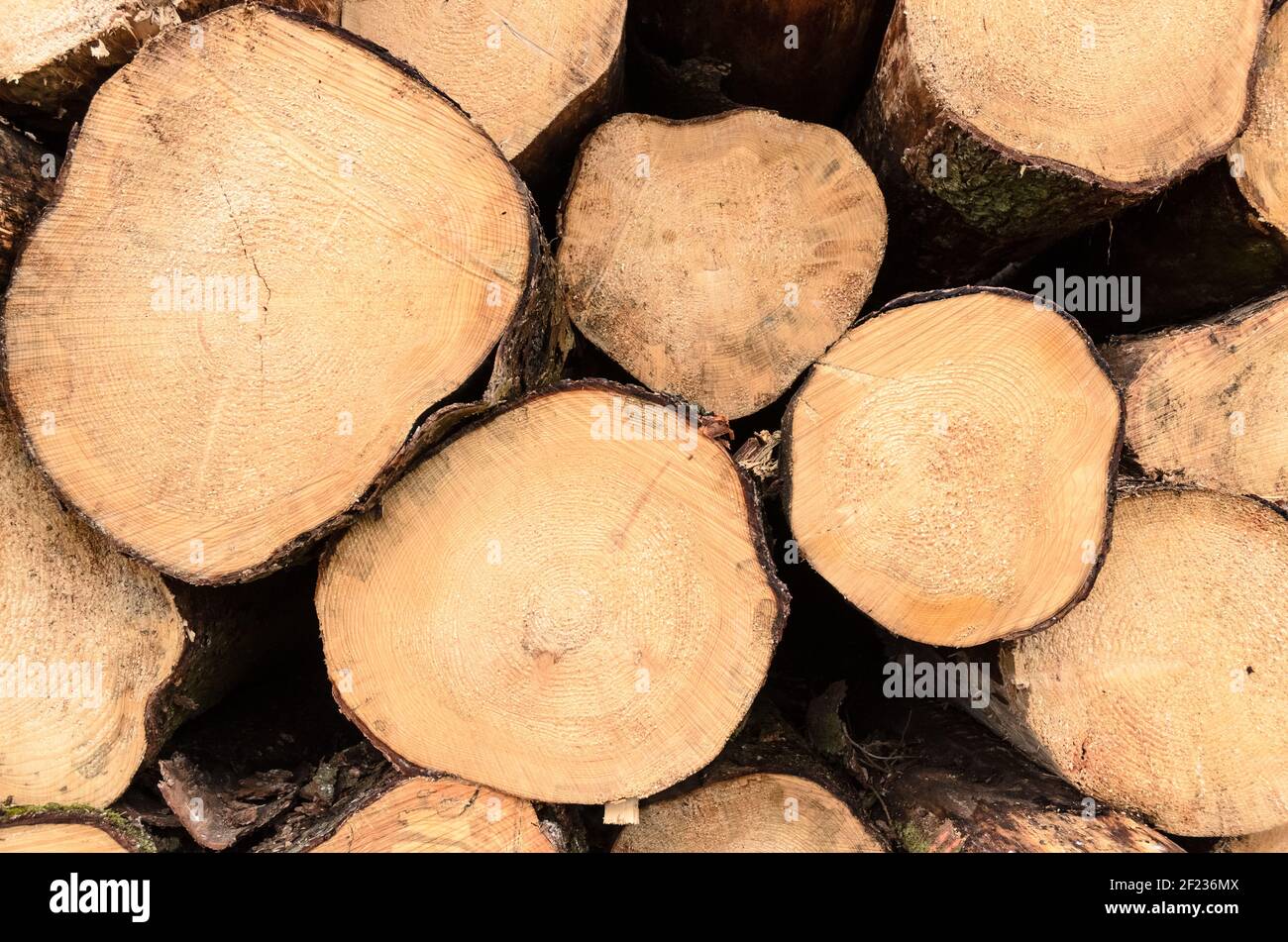 Gefällte Bäume auf einem Holzhof oder Holzfällergelände, Vorderansicht ... Gefällte Bäume auf einem Holzhof oder Holzfällergelände, Vorderansicht ...