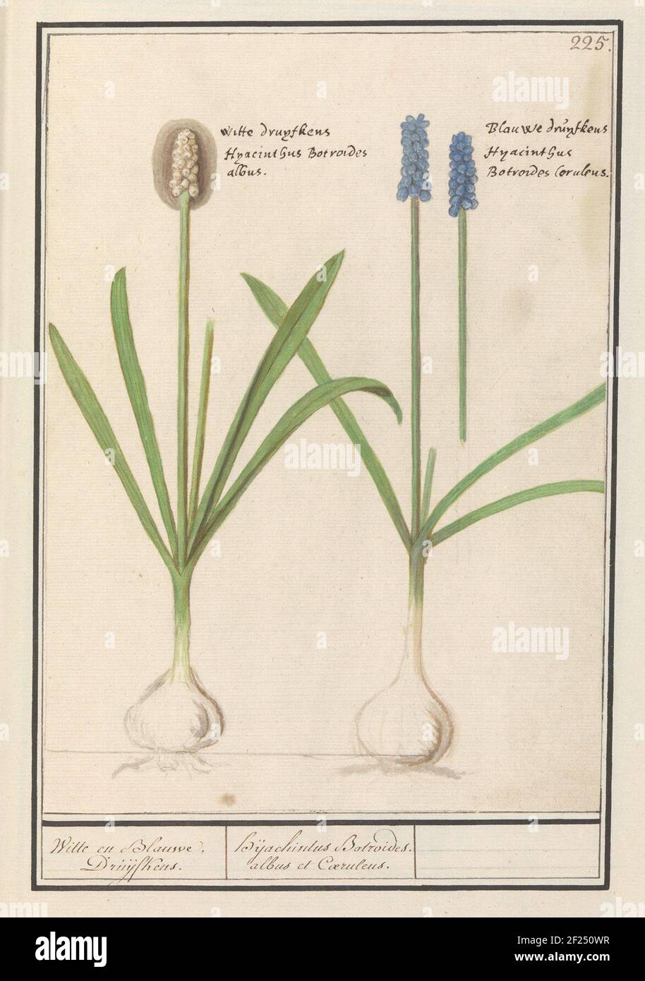 Muscari botryoides album -Fotos und -Bildmaterial in hoher Auflösung ...