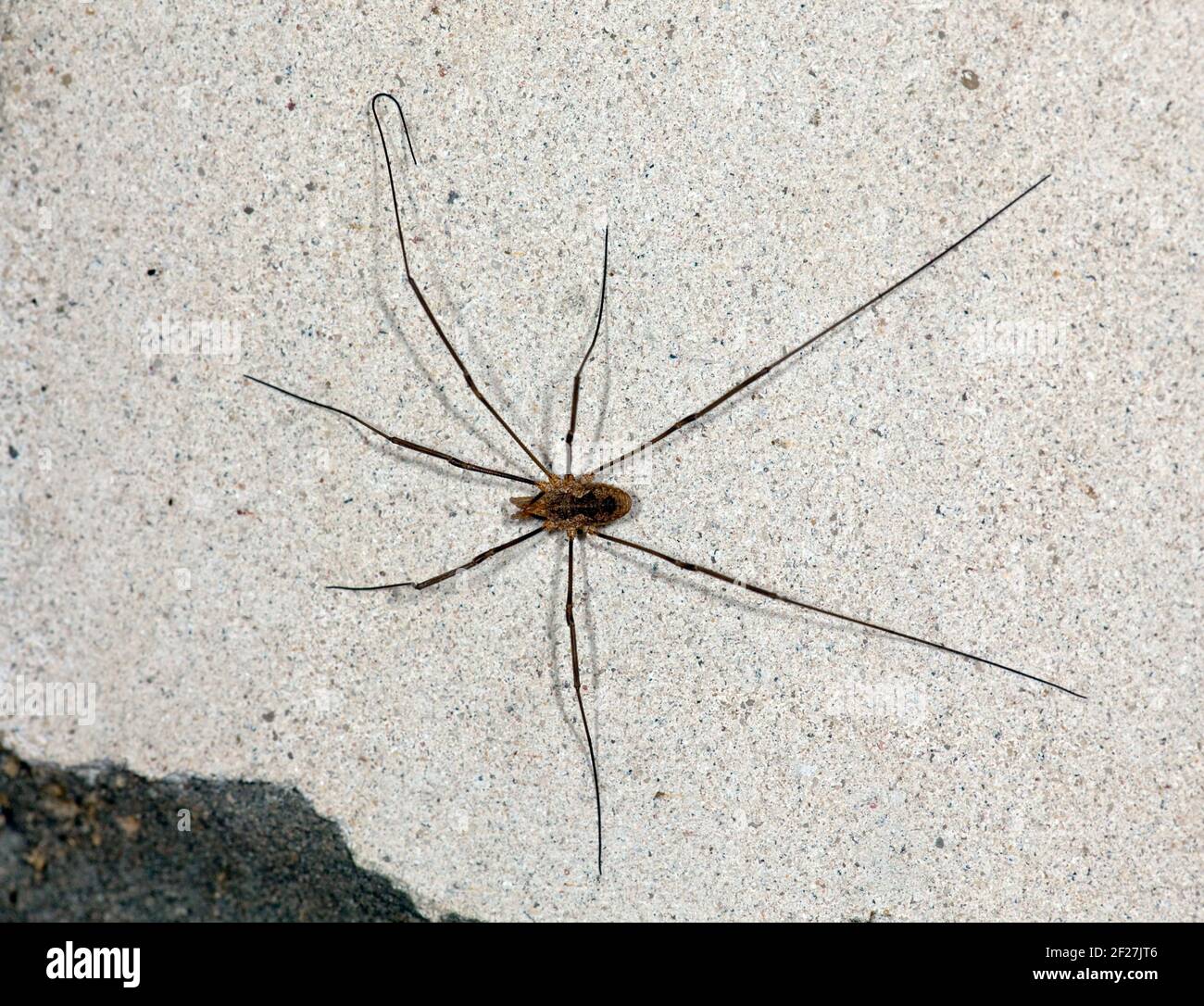 Luxus Spinne Mit 4 Beinen Fotos