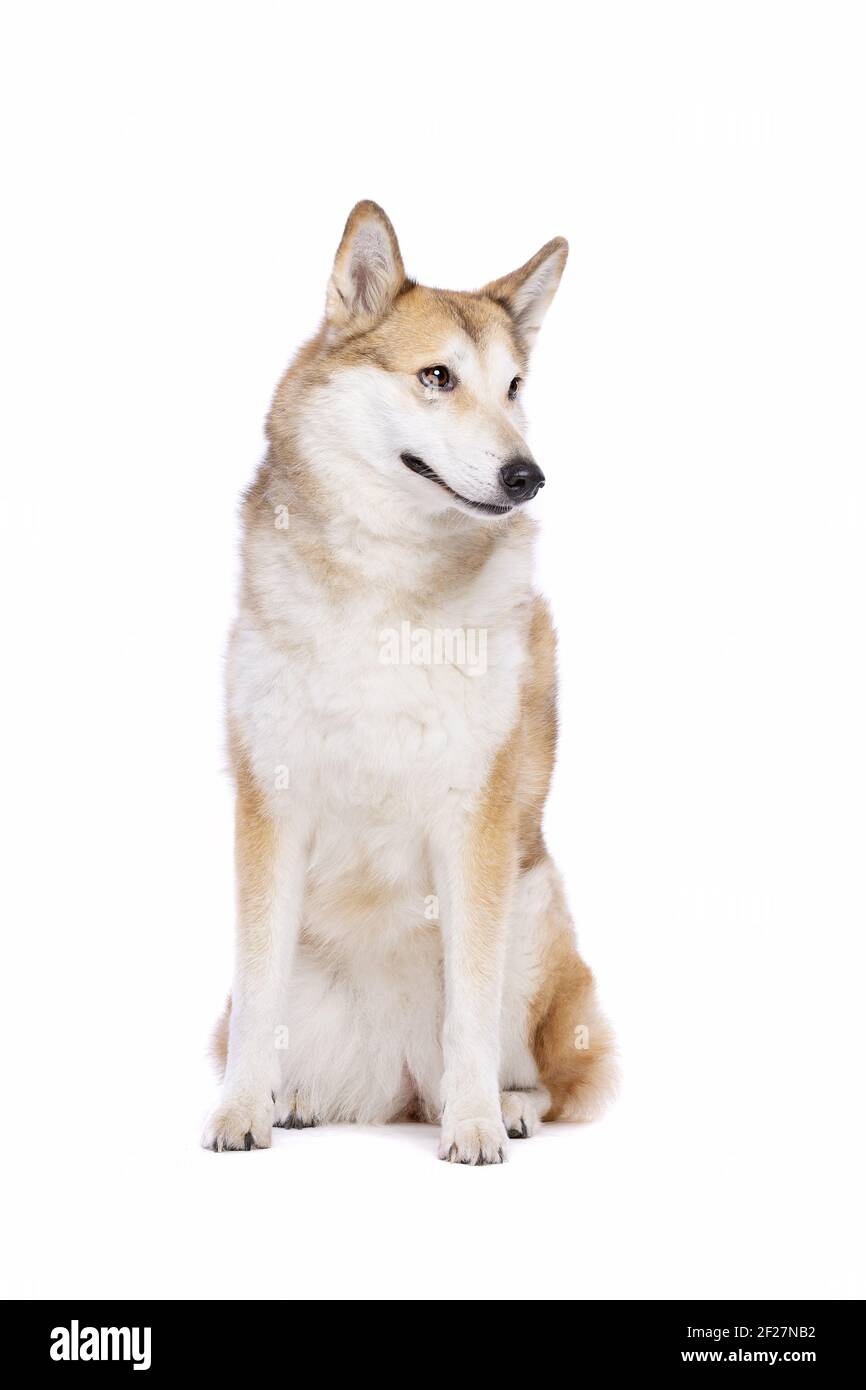 Laika der hund -Fotos und -Bildmaterial in hoher Auflösung – Alamy