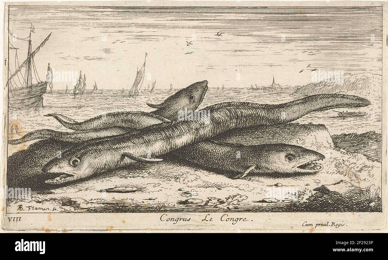 Drei Seegebiete am Strand; Congrus Le Congre.; Fisch und andere ...