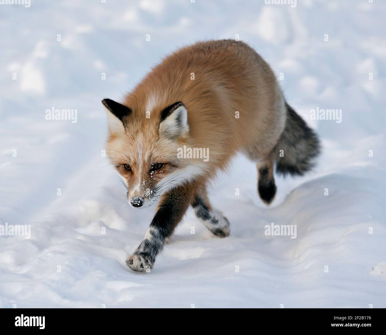 Fuchs magazin titelbild -Fotos und -Bildmaterial in hoher Auflösung – Alamy