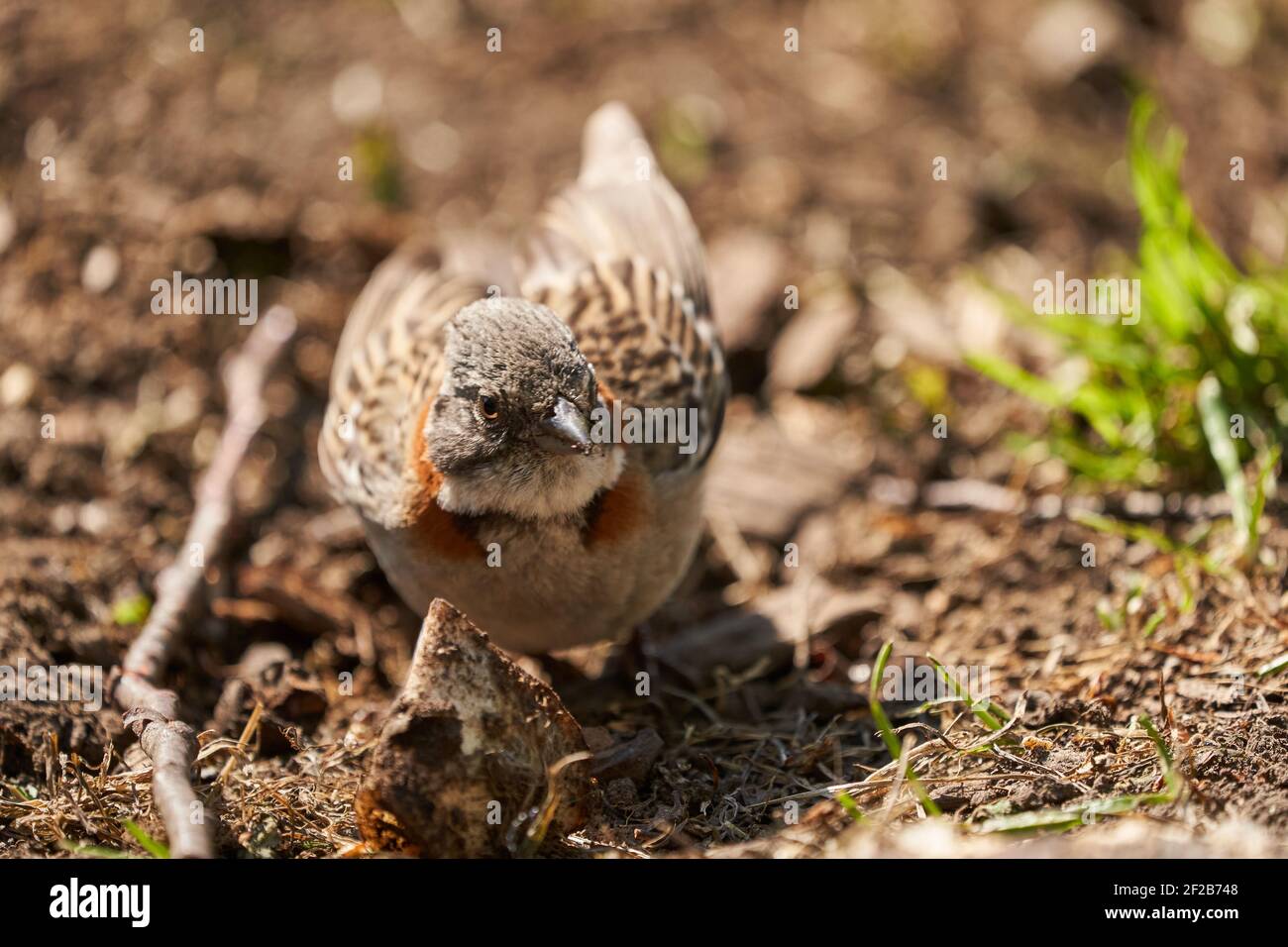 Kleiner brauner streifiger vogel -Fotos und -Bildmaterial in hoher ...