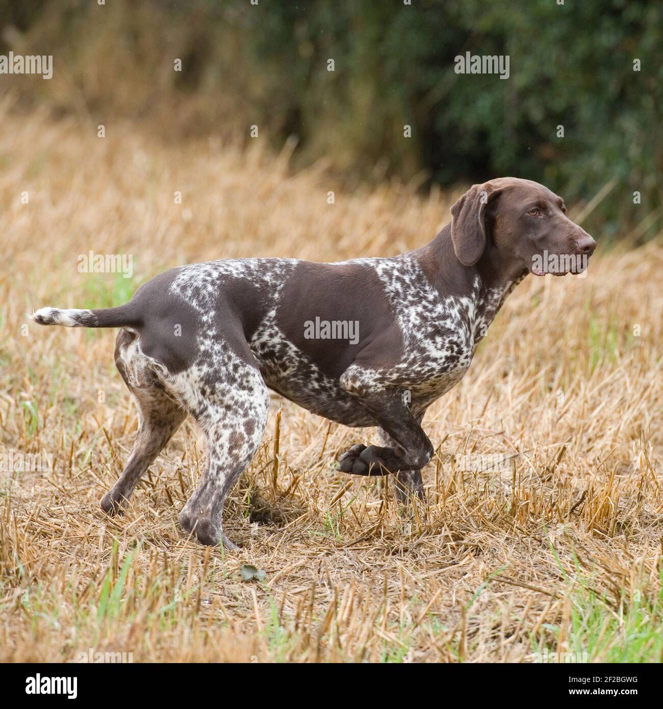 German hunting dog -Fotos und -Bildmaterial in hoher Auflösung – Alamy