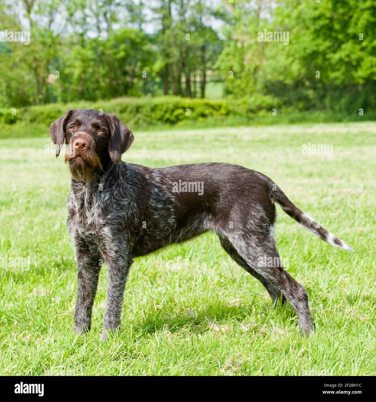 Deutsch drahthaar stehen -Fotos und -Bildmaterial in hoher Auflösung – Alamy