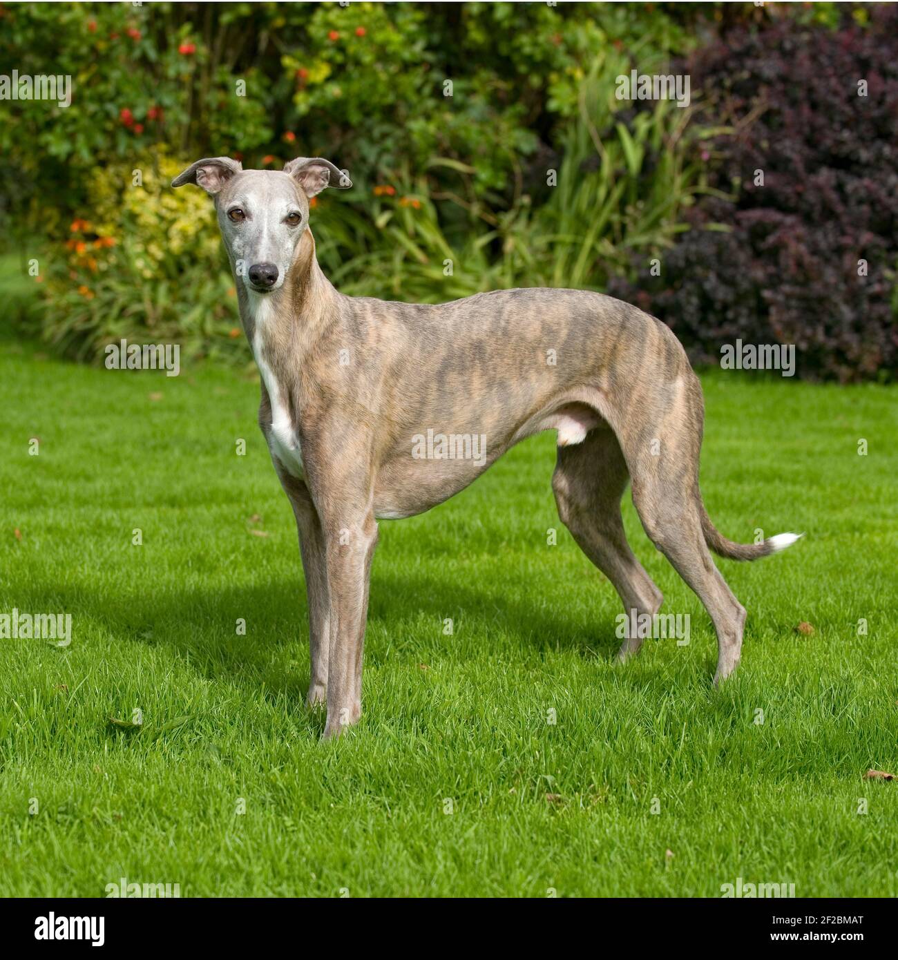 Whippet im garten sitzen -Fotos und -Bildmaterial in hoher Auflösung ...