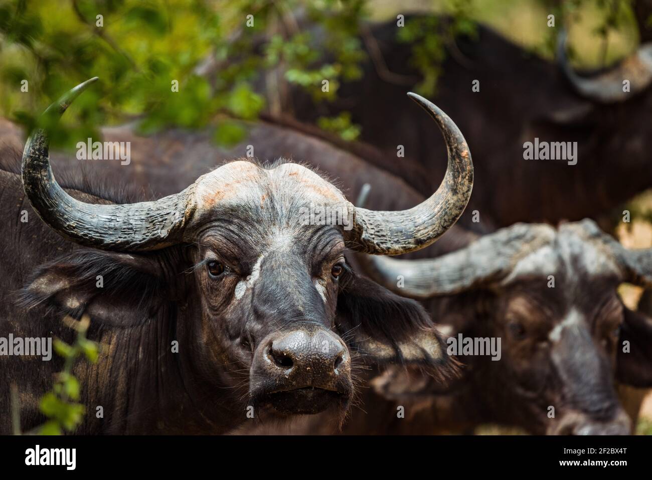 Hunting buffalo -Fotos und -Bildmaterial in hoher Auflösung – Alamy