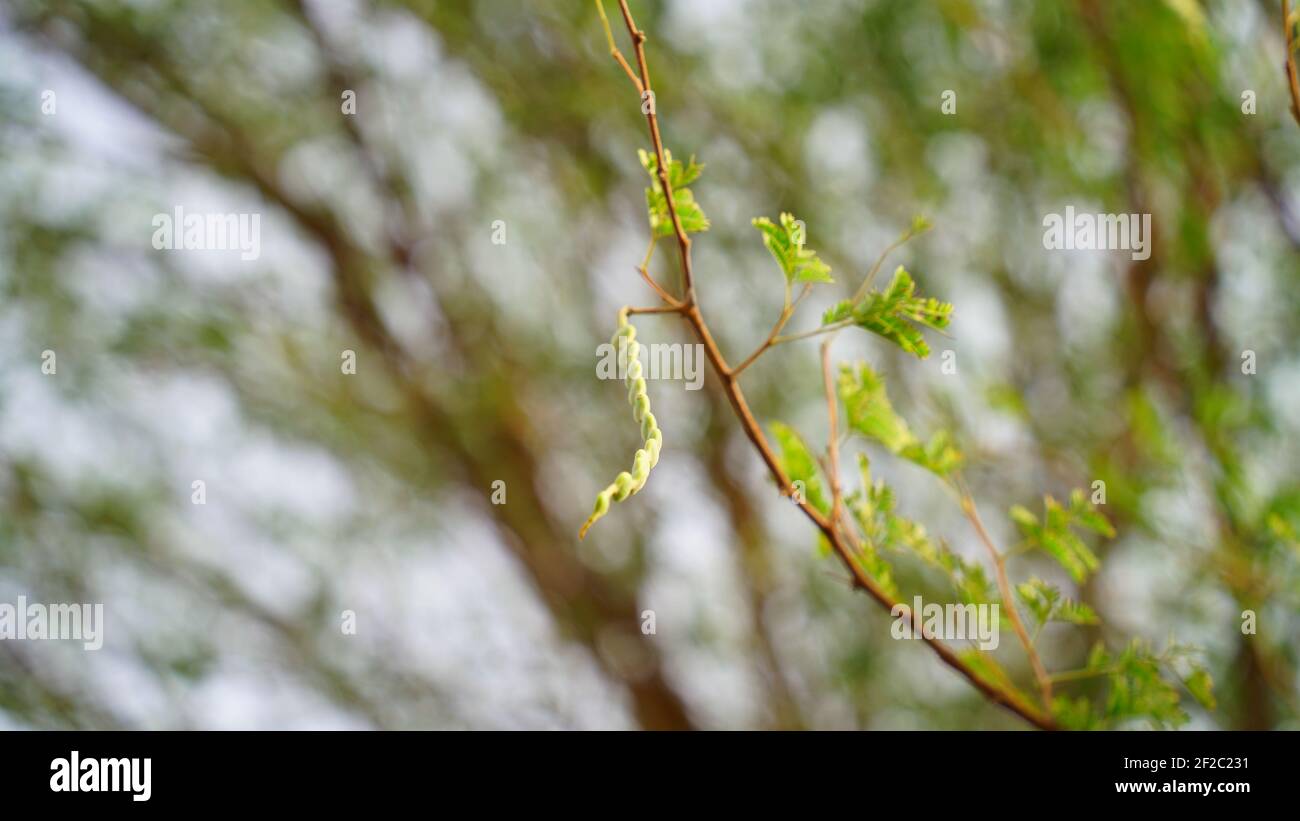 Babul pods -Fotos und -Bildmaterial in hoher Auflösung – Alamy