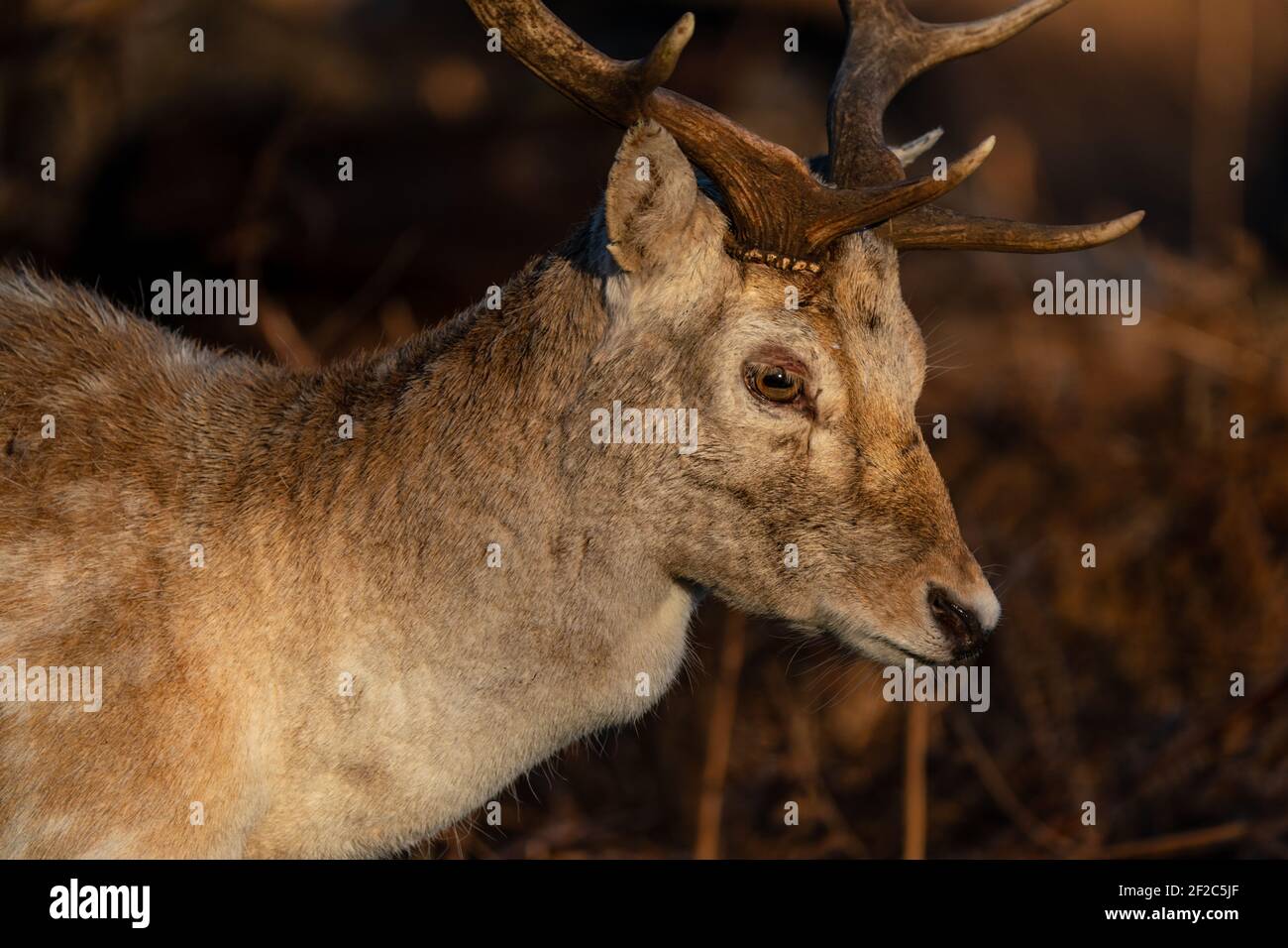 Damhirsch kopf -Fotos und -Bildmaterial in hoher Auflösung – Alamy