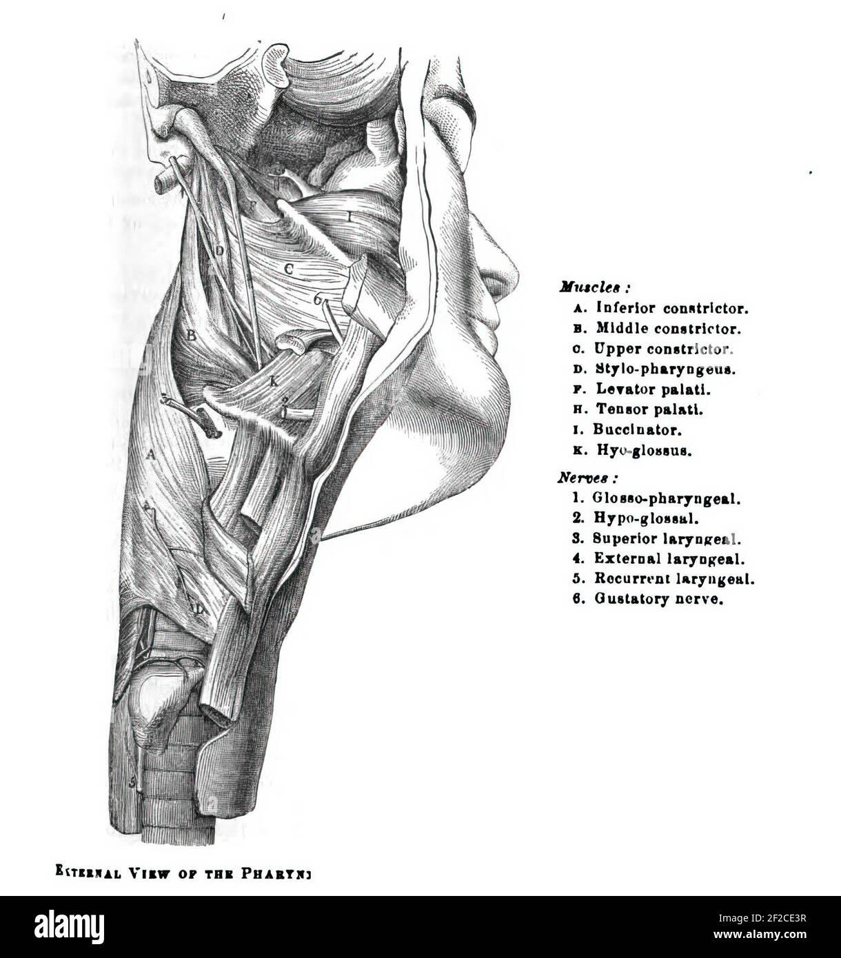 Die Abbildung der Muskeln von Gesicht und Hals Einer Person ...