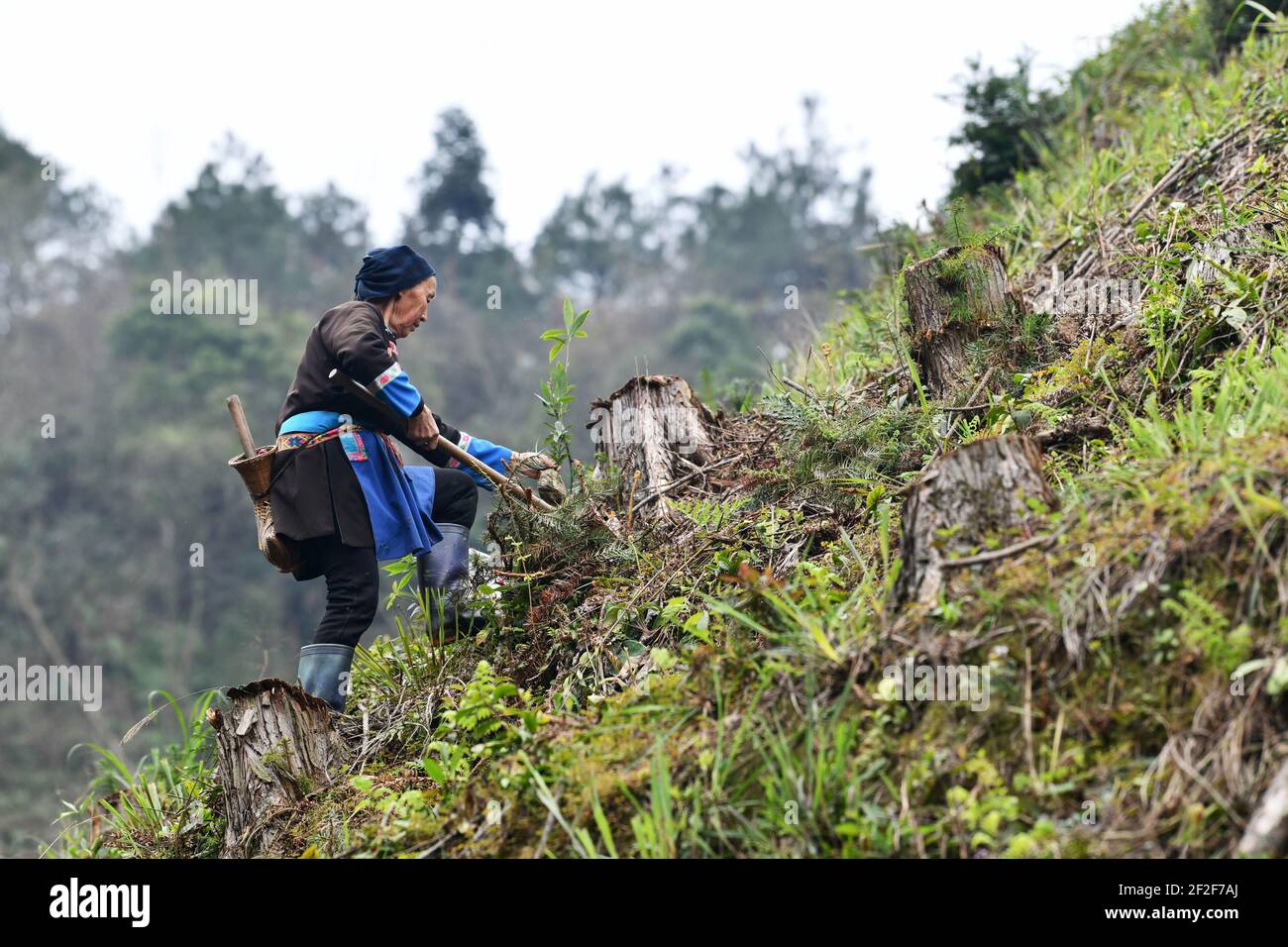 China tree planting day -Fotos und -Bildmaterial in hoher Auflösung – Alamy