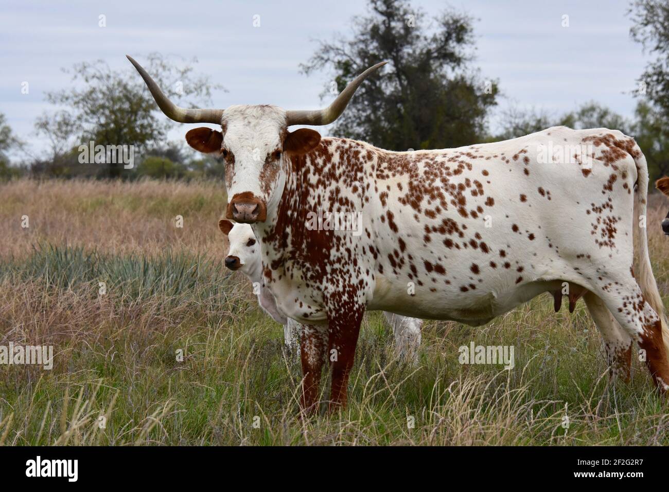 Texas longhorn kuh bos stier -Fotos und -Bildmaterial in hoher ...