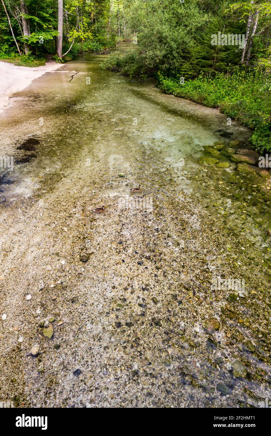 Wildenten, Ramsauer Ache, Hintersee, Ramsau, Berchtesgaden ...