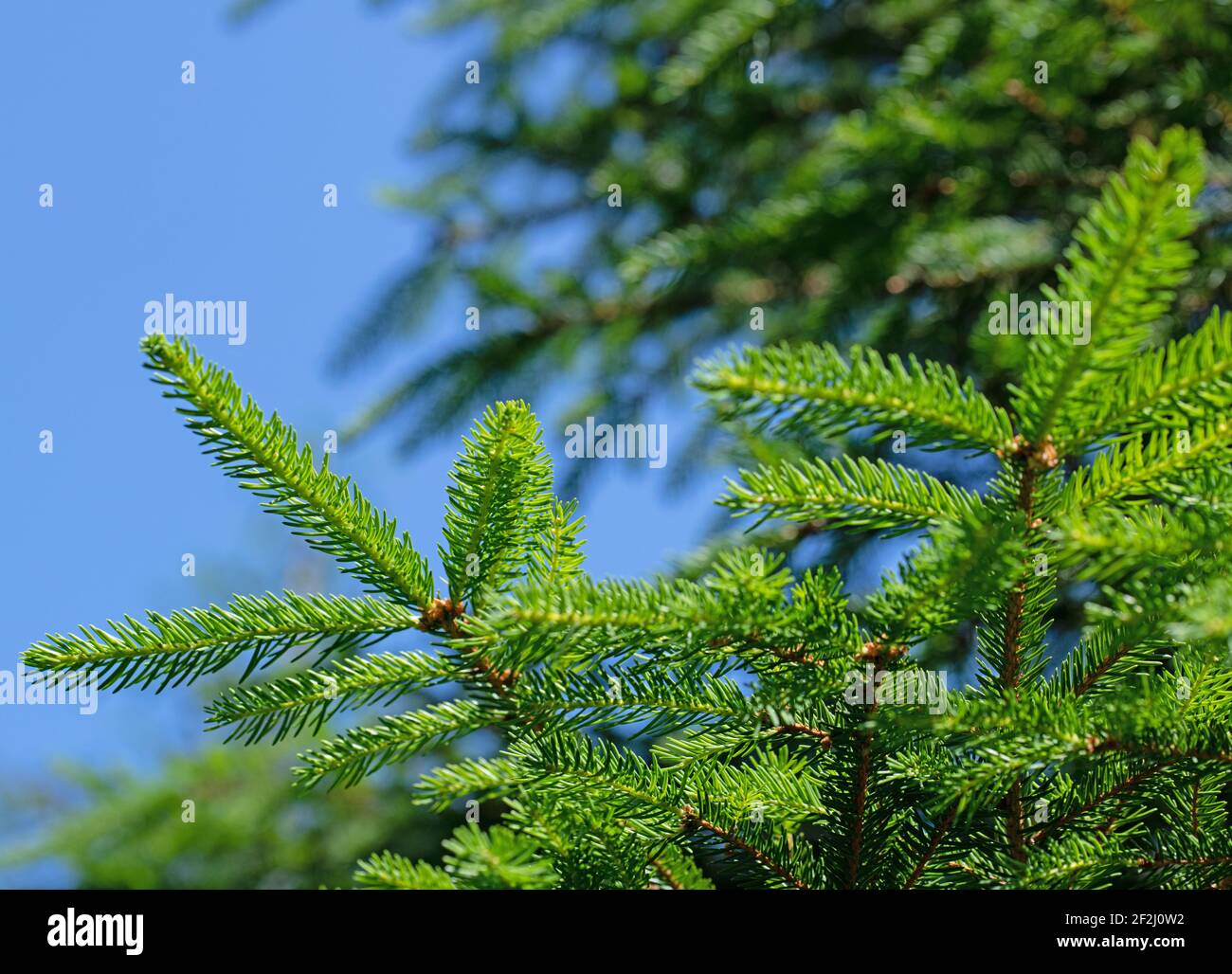 Norwegen fichte picea abies zweige -Fotos und -Bildmaterial in hoher ...