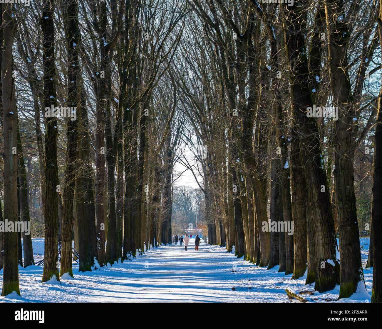 Alter wald im winter sonne -Fotos und -Bildmaterial in hoher Auflösung ...