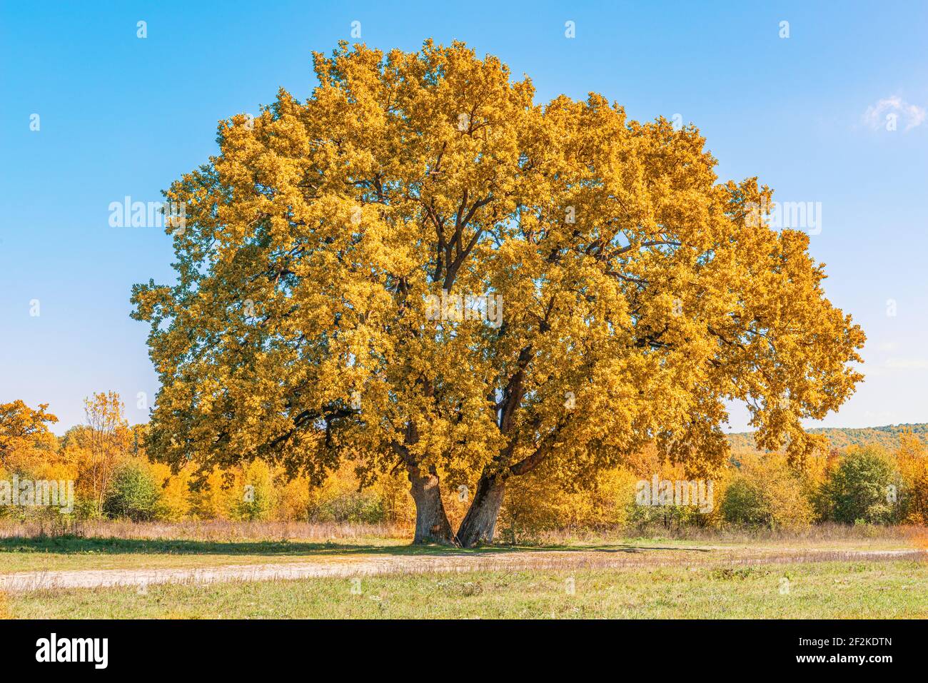 Alte eichen im herbst -Fotos und -Bildmaterial in hoher Auflösung – Alamy