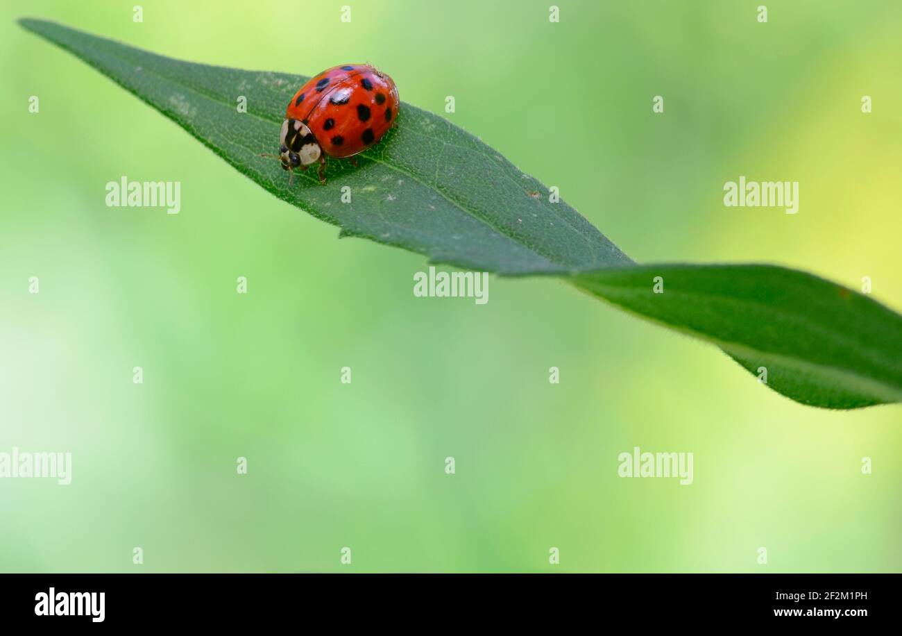 Coccinelle (marienkäfer) -Fotos und -Bildmaterial in hoher Auflösung – Alamy