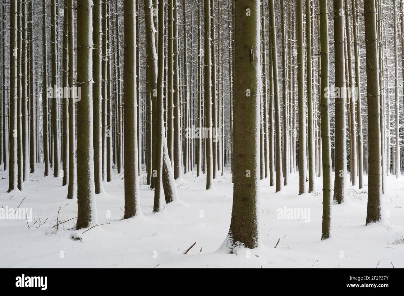 Hessen Wald Stockfotos und -bilder Kaufen - Alamy