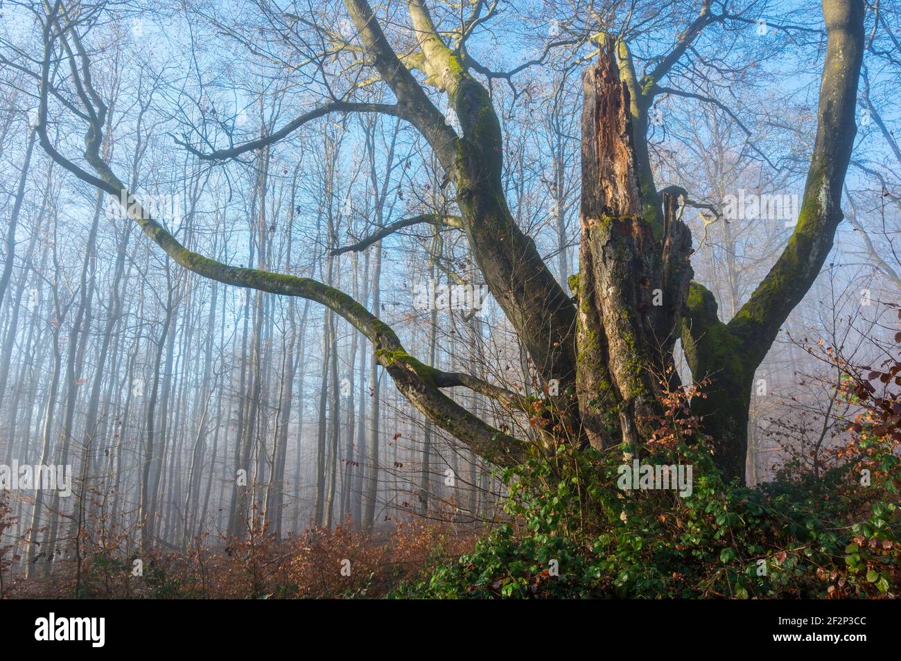 Spessart Nature Park Stockfotos und -bilder Kaufen - Alamy Spessart Nature Park Stockfotos und -bilder Kaufen - Alamy