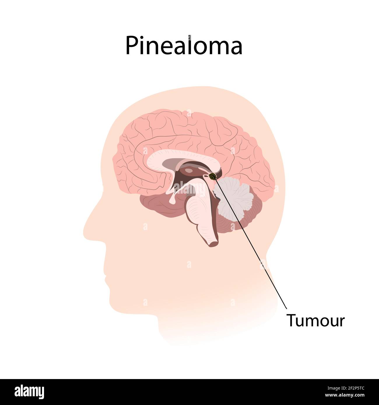 Medizinische anatomie illustration -Fotos und -Bildmaterial in hoher Auflösung – Alamy